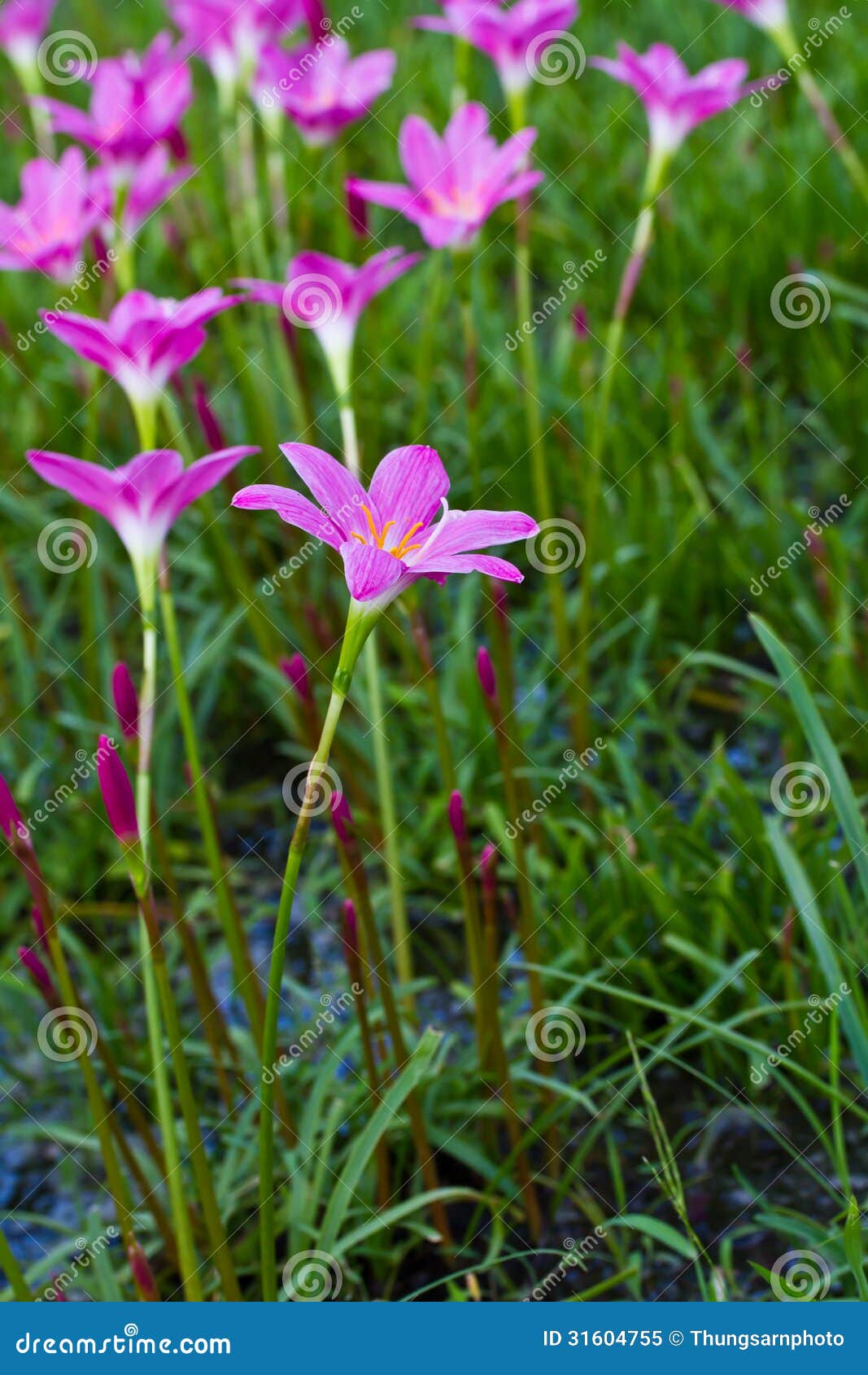 Rain lily flower stock image. Image of fairy, pink, fragrant - 31604755