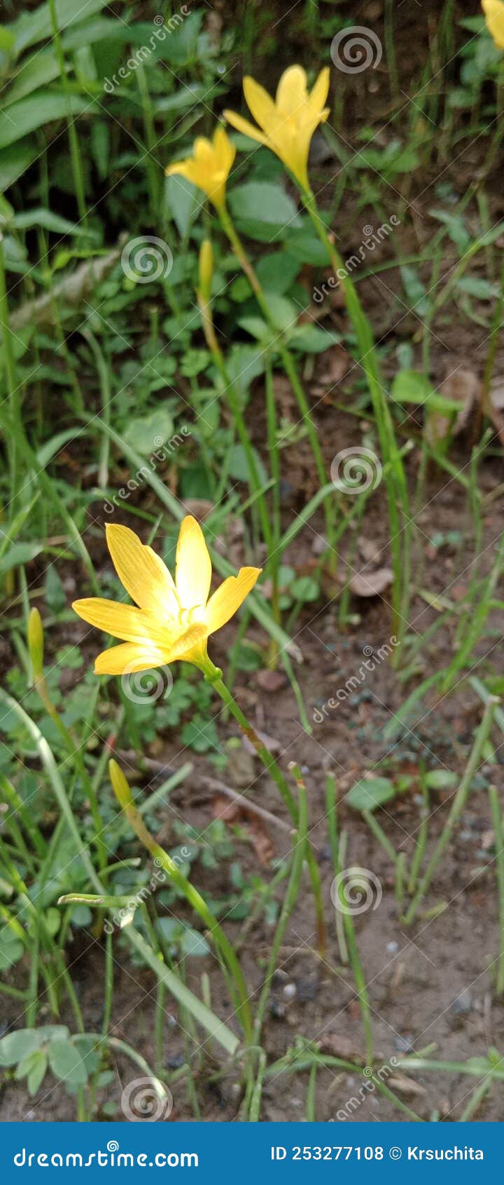 Rain Lily Flower in Monsoon Stock Photo - Image of floral, lily: 253277108