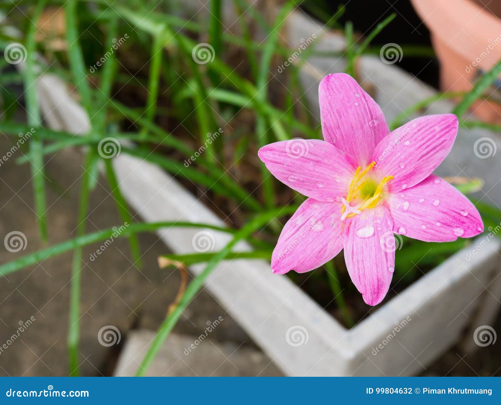 Rain lily flower stock photo. Image of plant, green, pink - 99804632