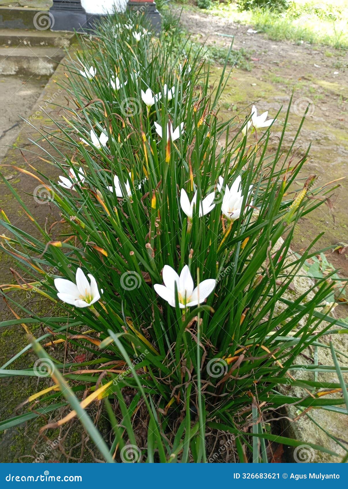 Long Leaves Of Elkhorn Fern Epiphytes On Tree Stock Image ...