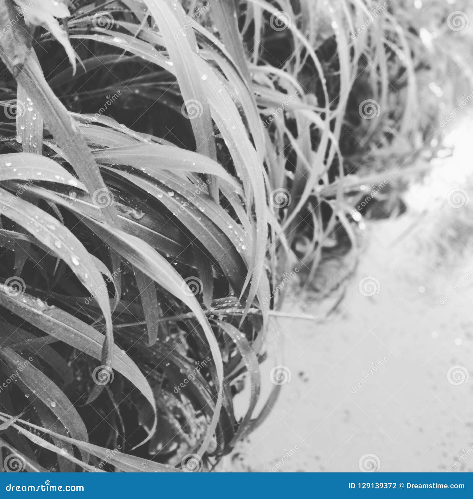 Rain Makes Things Beautiful Stock Photo - Image of beautiful, rain ...