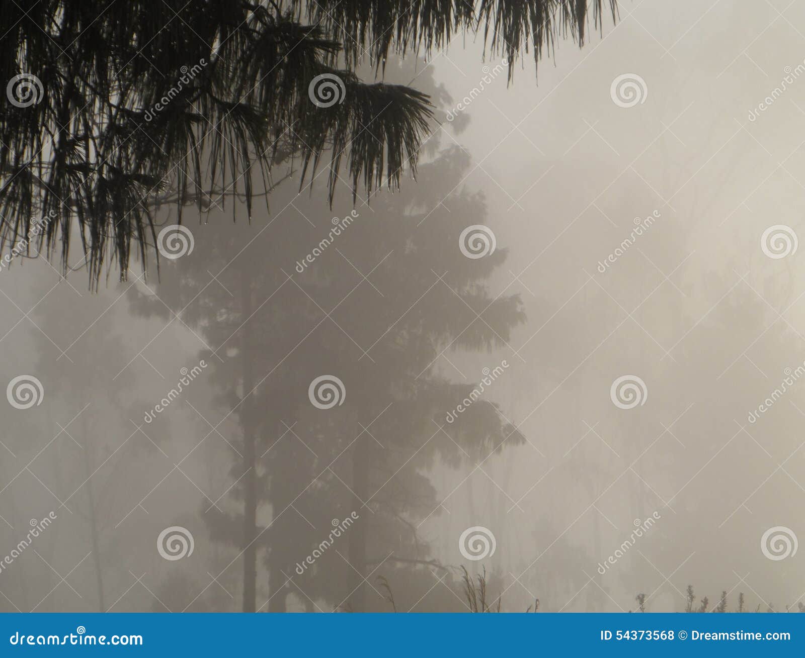 Rain and mist stock photo. Image of dawn, rain, contraluz - 54373568