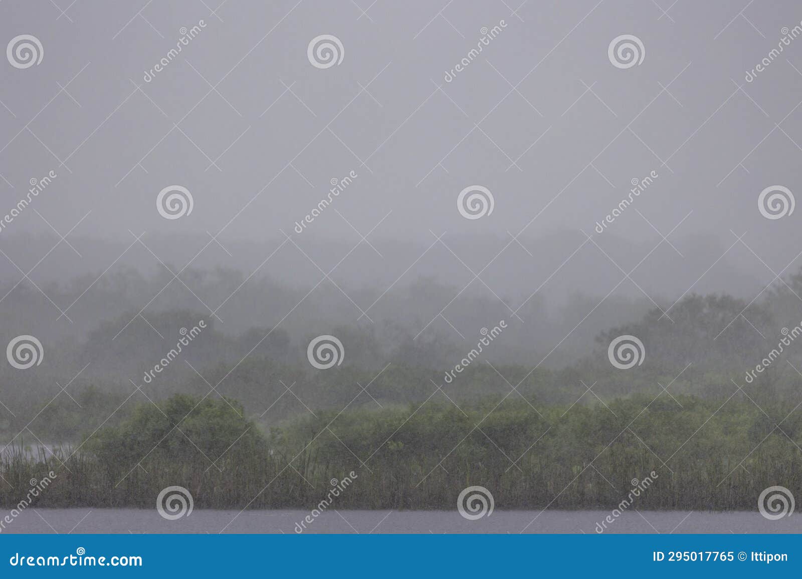 Rain and Mist in the Rainforest Stock Image - Image of rain, green ...