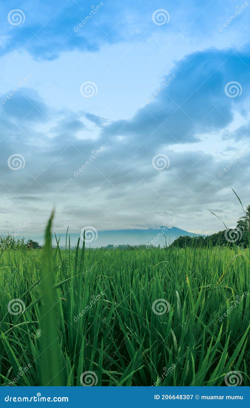 After rain in morning stock image. Image of field, grass - 206648307