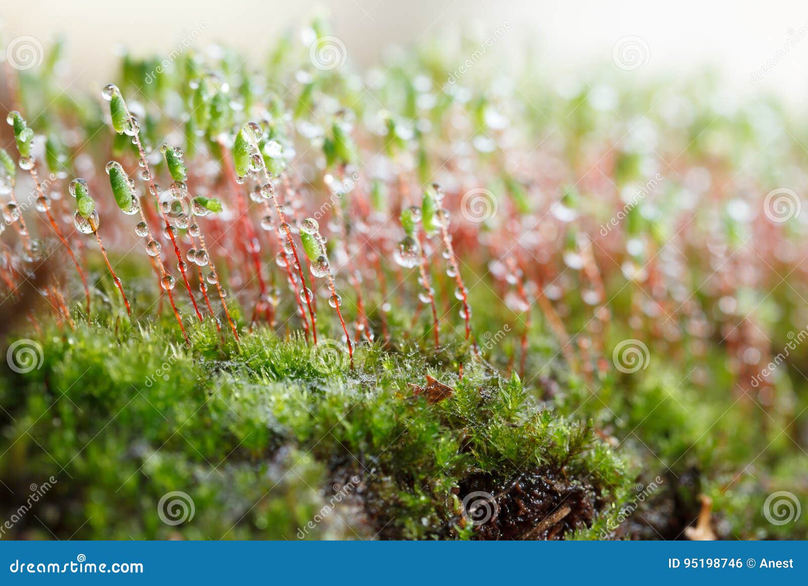Rain and moss stock photo. Image of detail, mossy, forest - 95198746