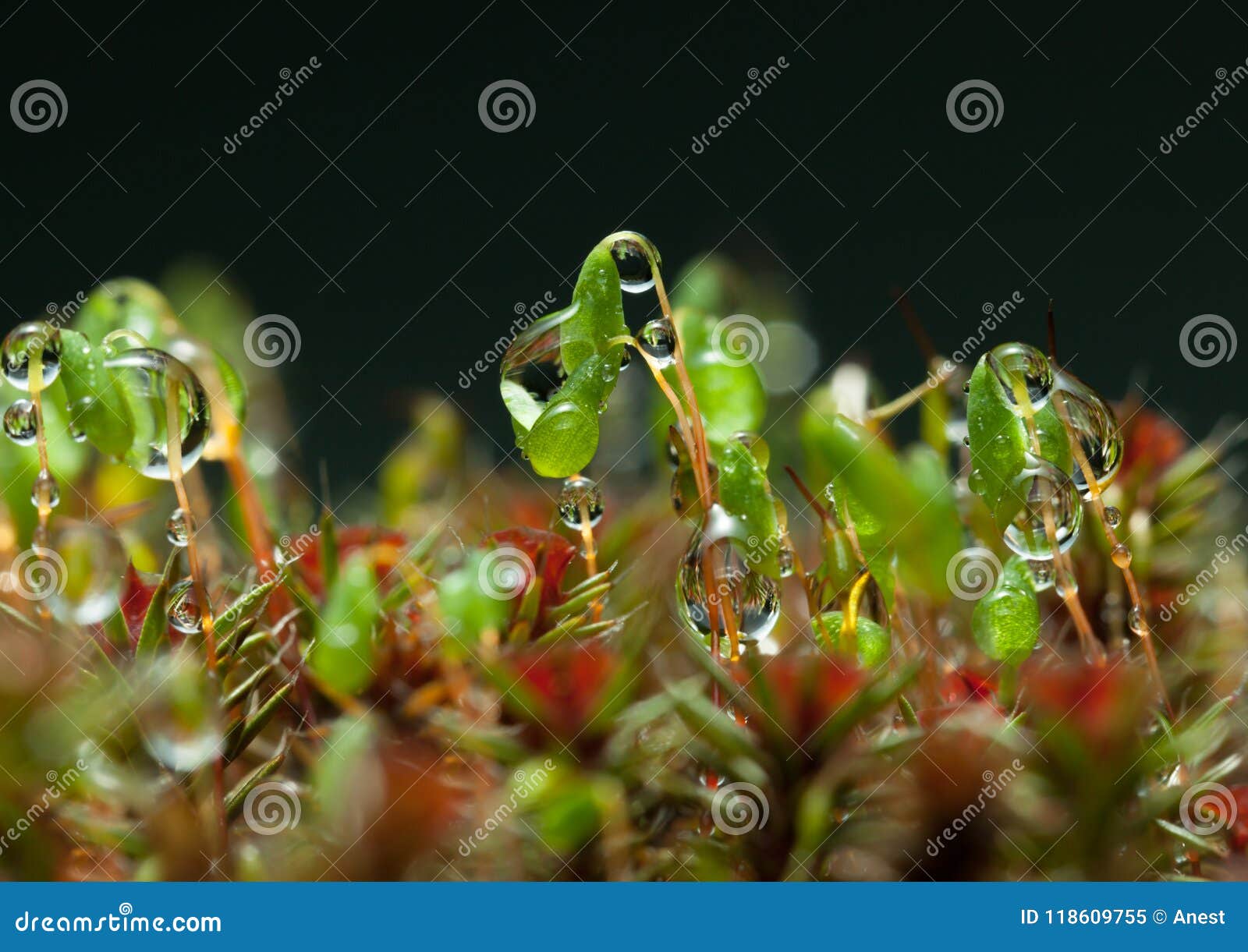 Rain on moss stock image. Image of night, macro, pohlia - 118609755