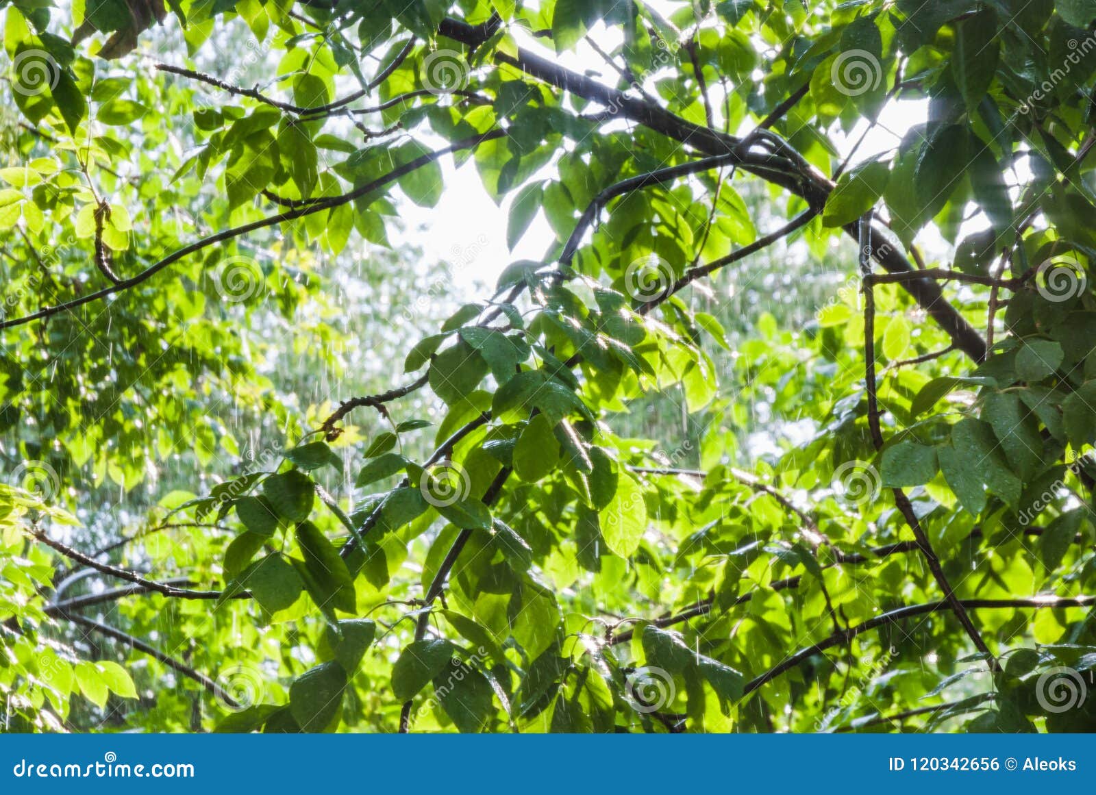 The Rain Outside the Window, a Sunshower Stock Photo - Image of light ...