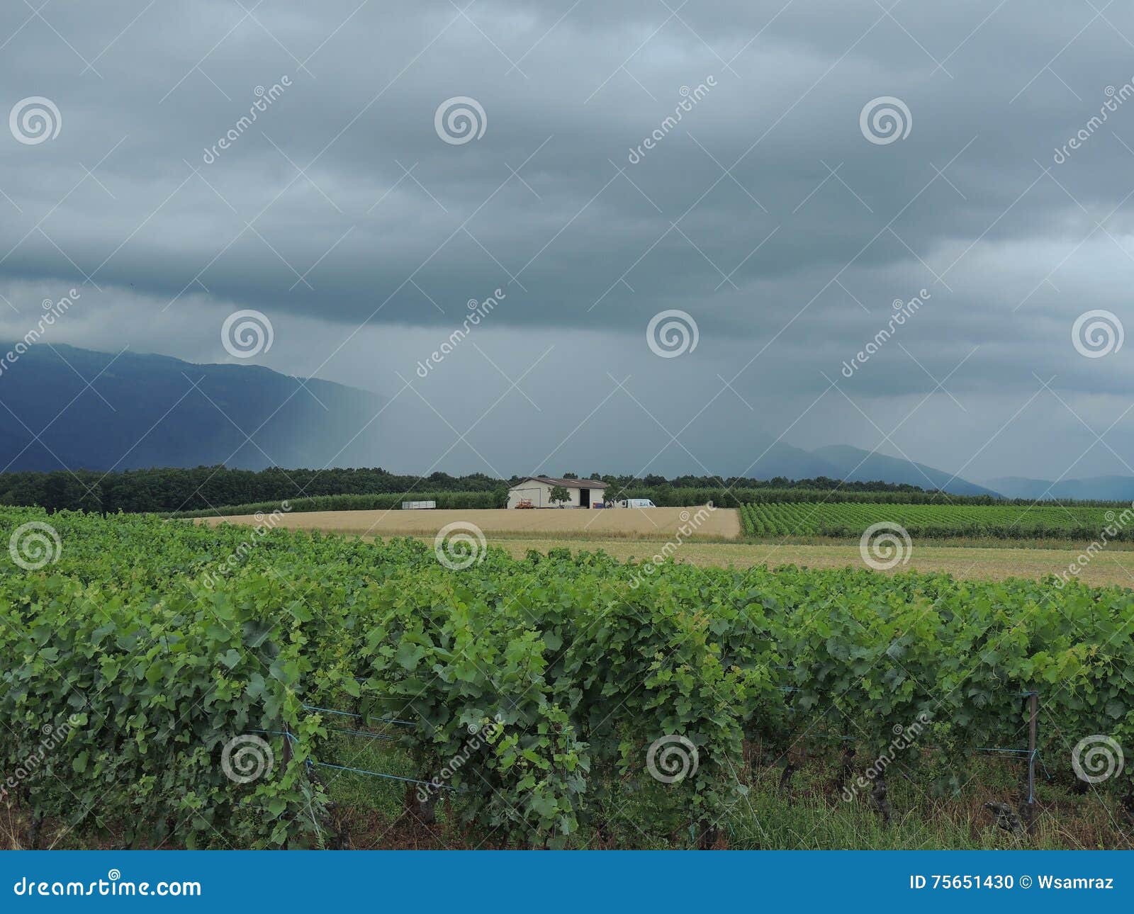 Rain Over Vineyards stock photo. Image of bushes, cloudy - 75651430