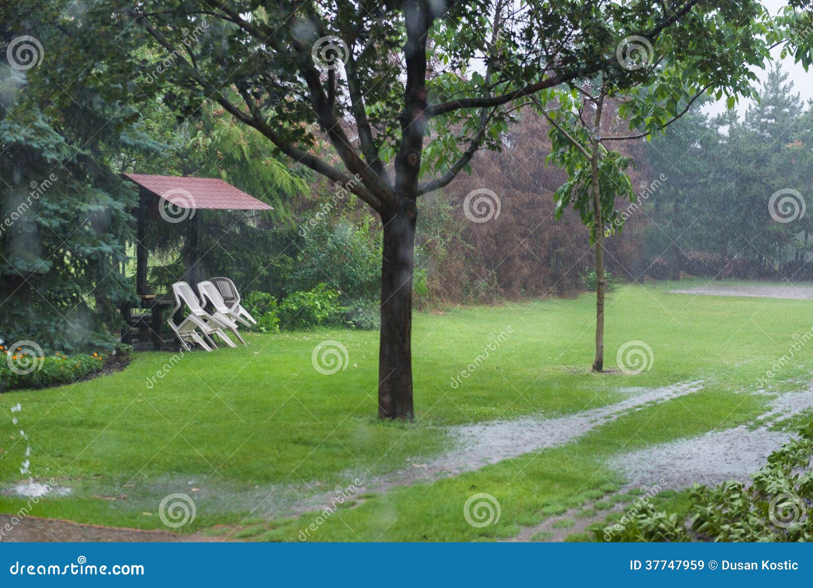 Rain in the park stock image. Image of plant, forest - 37747959