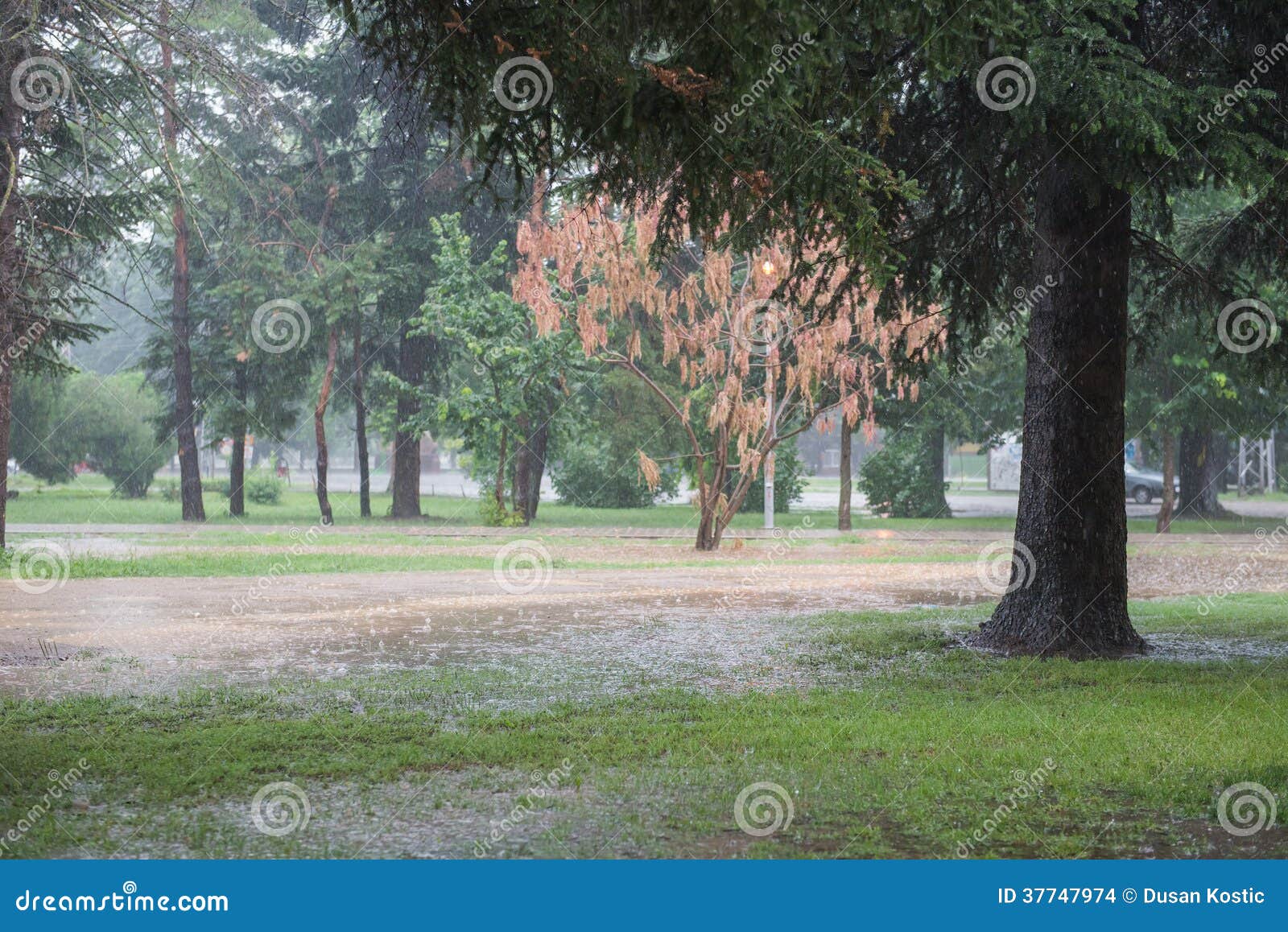 Rain in the park stock photo. Image of road, rustic, botanical - 37747974