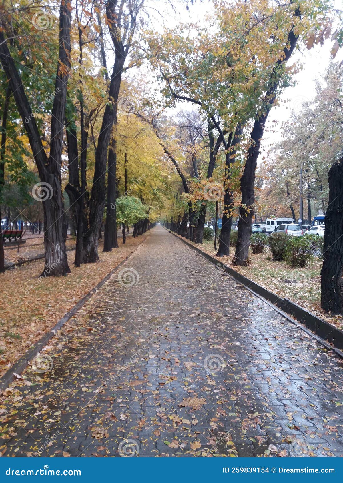 Rain, Park, Autmn, Fall, Trees Stock Photo - Image of tree, branch ...