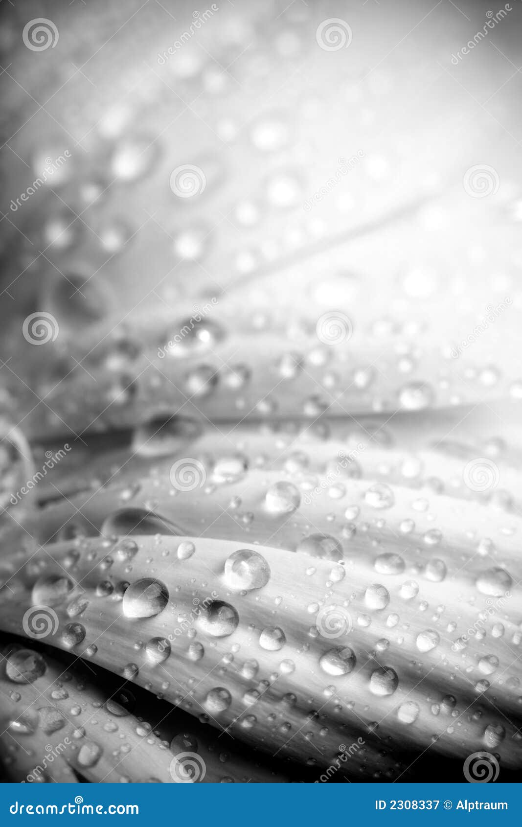 Rain on petals bw abstract stock image. Image of black - 2308337
