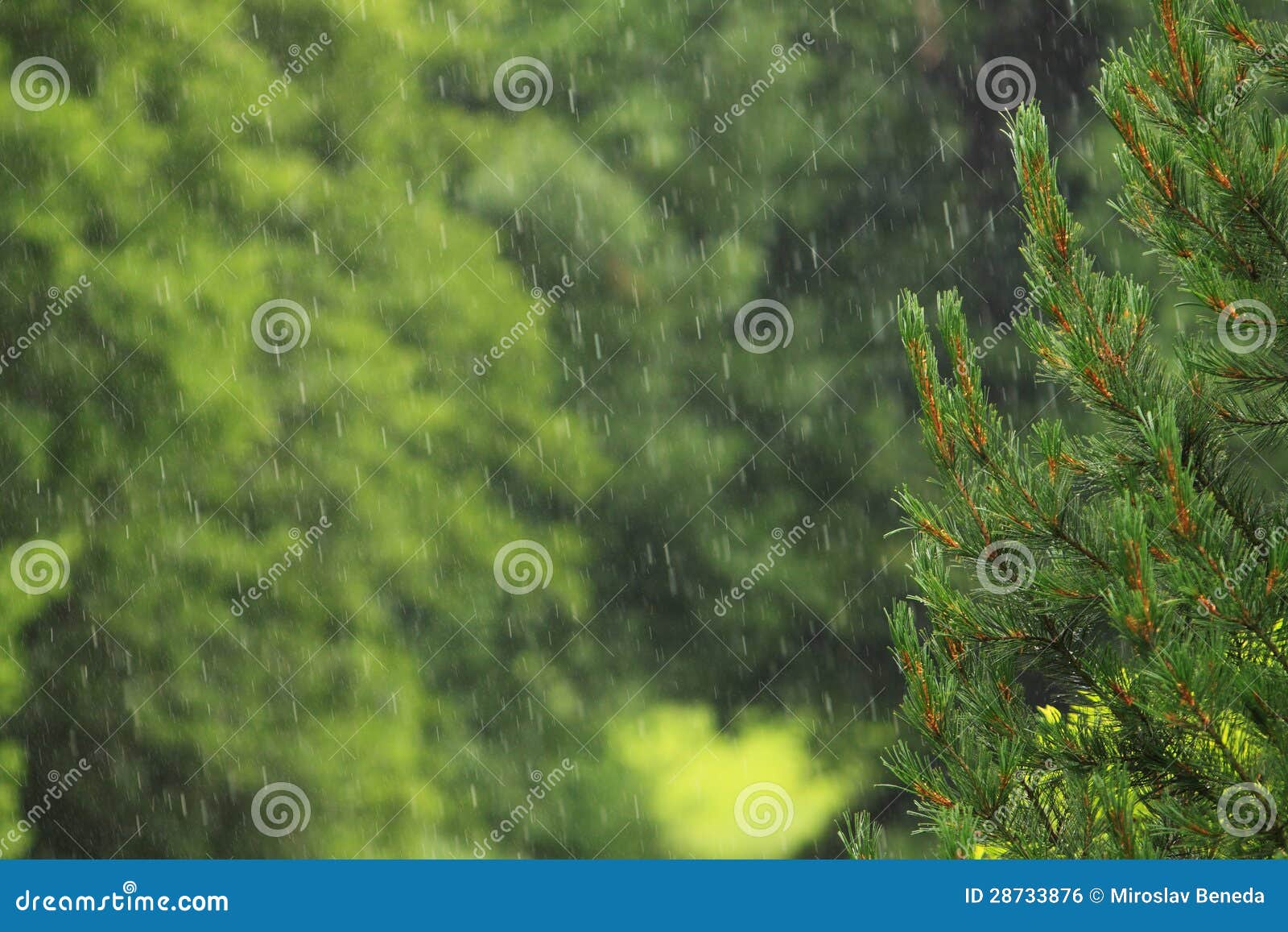 Rain and pine stock photo. Image of gardening, beauty - 28733876