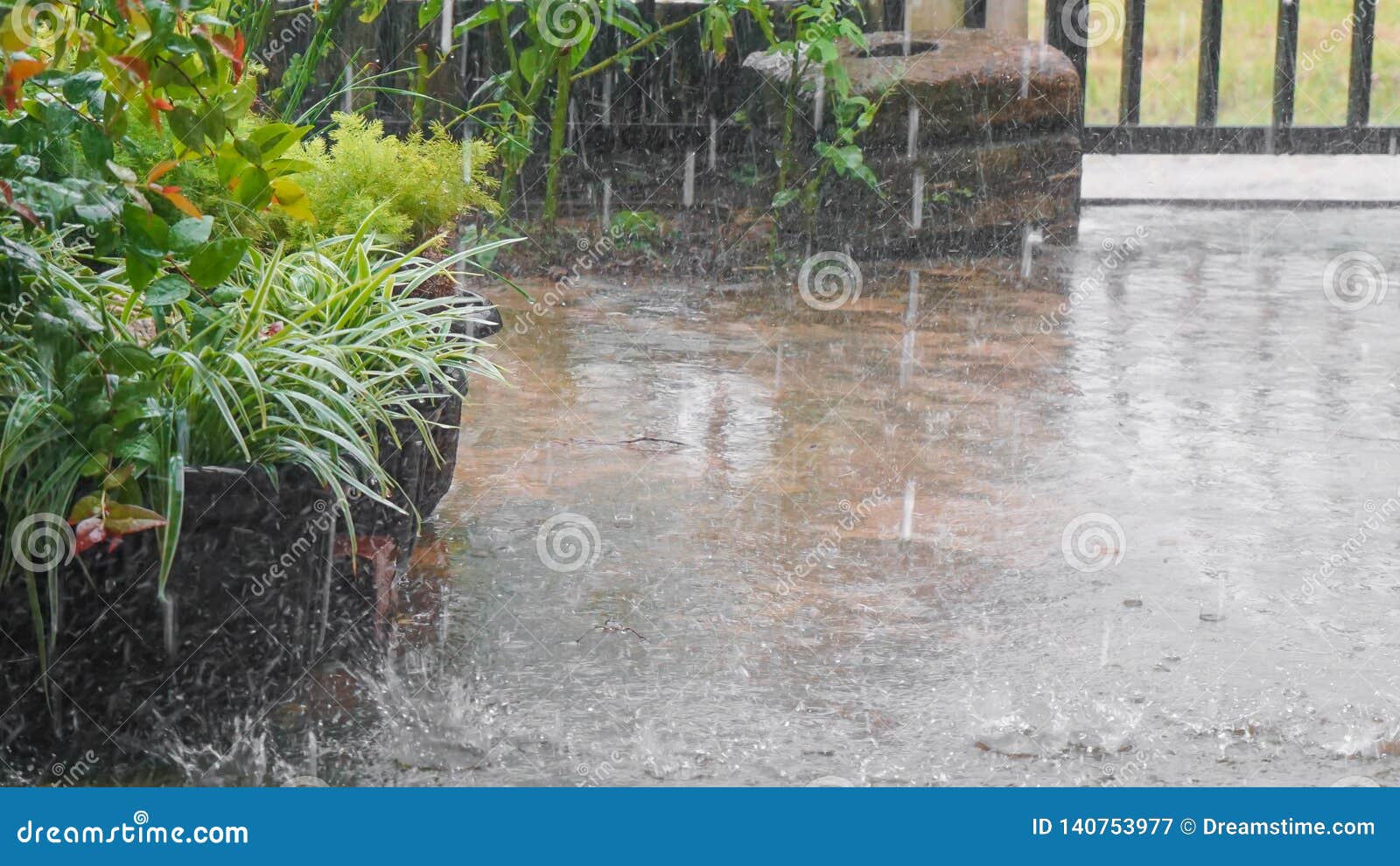 Rain on the Plants at the House Yard Stock Image - Image of fresh, blur ...