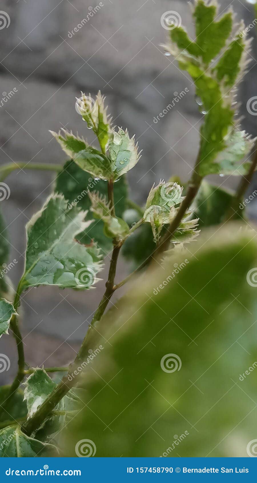 Rain stock photo. Image of rainydays, waterdrops, september - 157458790