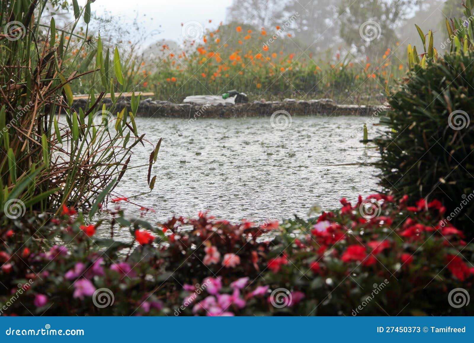 Rain on a Pond stock image. Image of season, splash, discover - 27450373