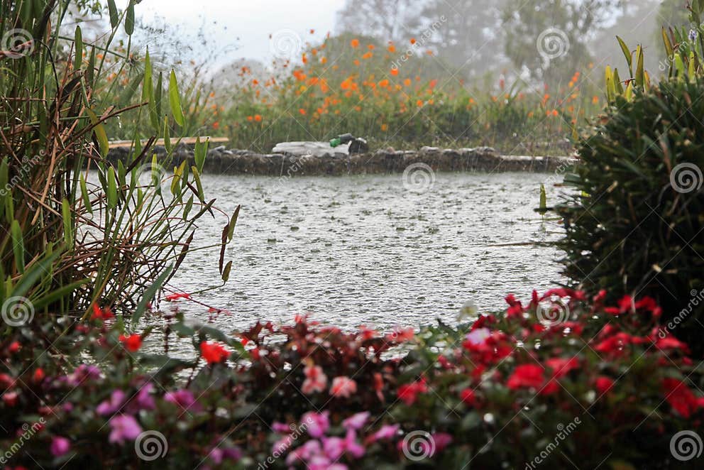 Rain on a Pond stock image. Image of season, splash, discover - 27450373