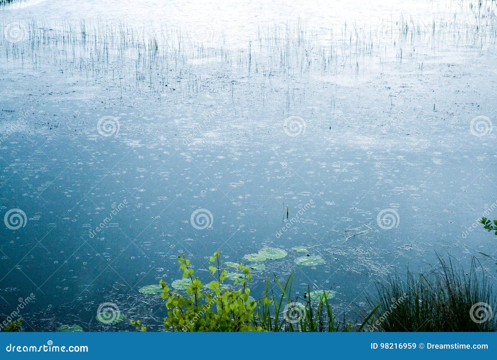 Rain on the Pond stock image. Image of nature, pond, rain - 98216959