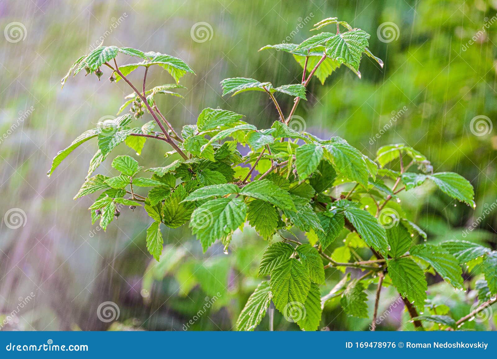 Rain Pours in Garden. Irrigation of Raspberry Stem Stock Photo - Image ...