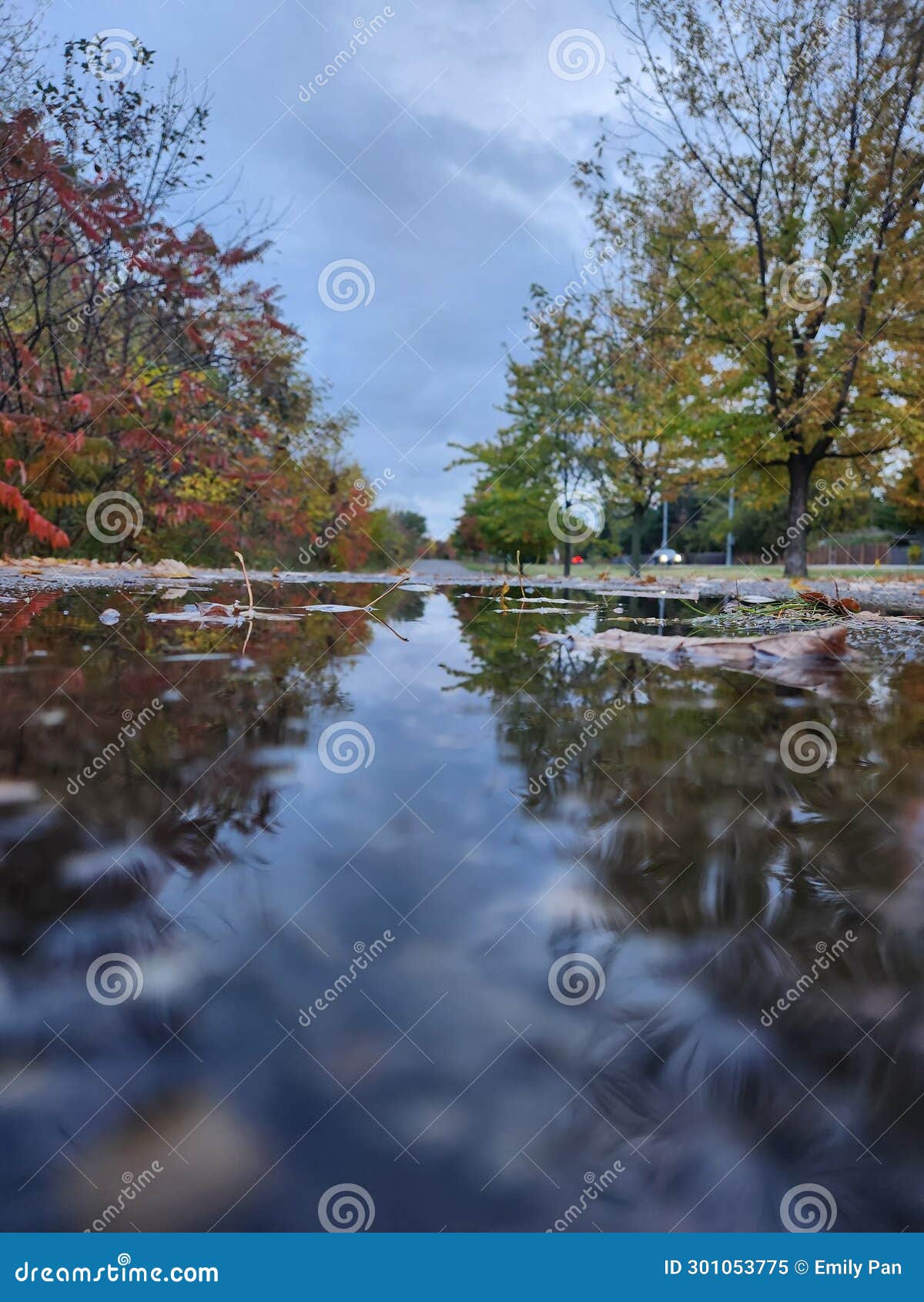 Rain Puddle and Autumn Trees Stock Image - Image of trees, canal: 301053775