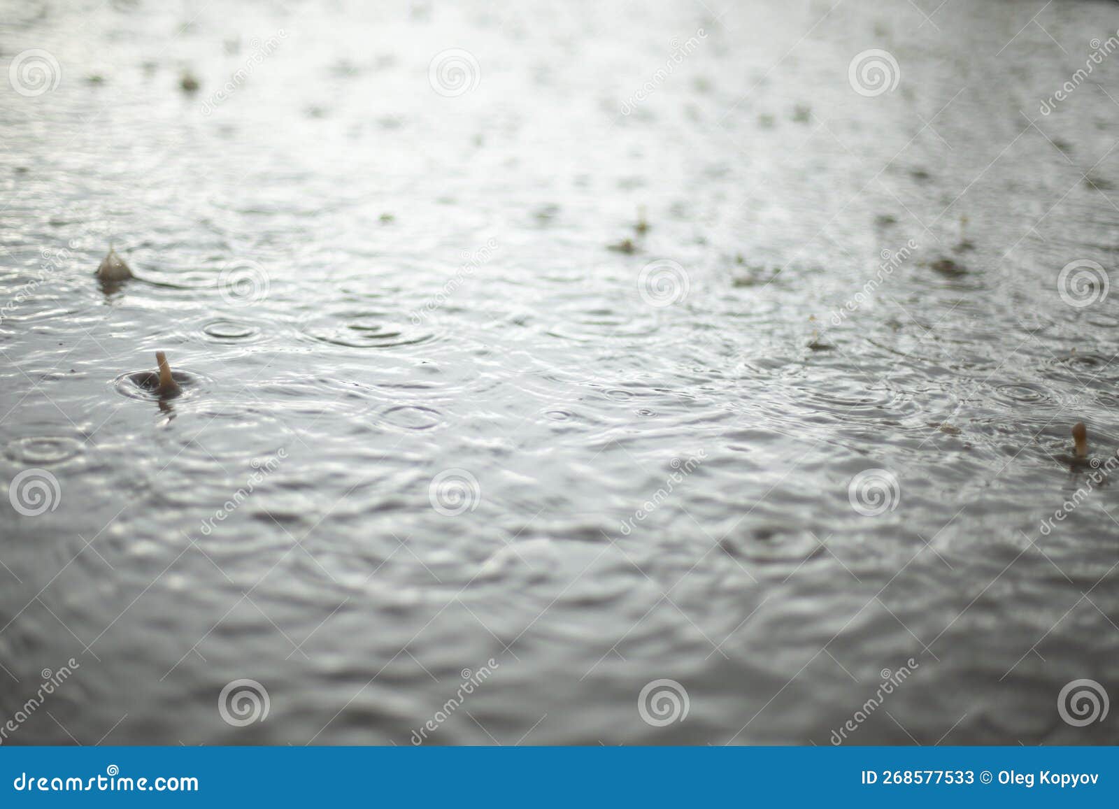 Rain and Puddle. Rain Outside. Texture of Water Stock Image - Image of ...