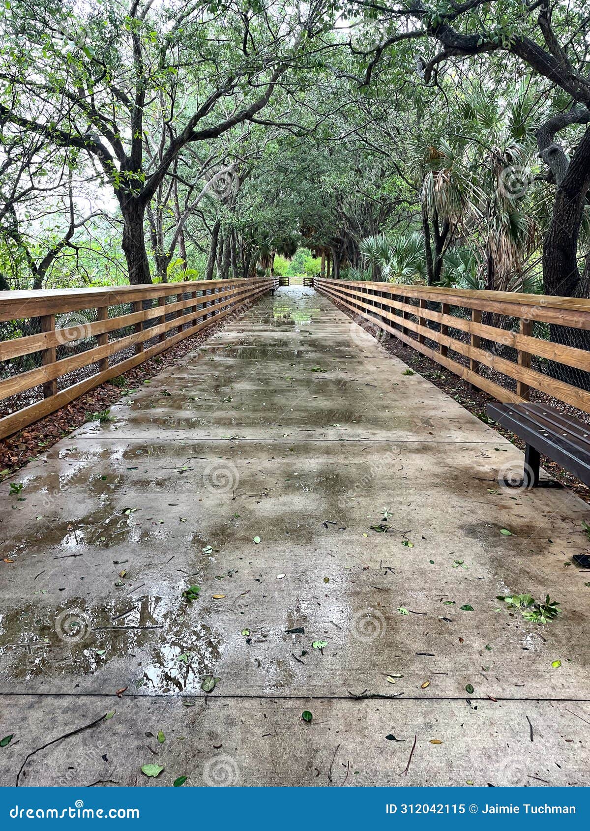 Rain Puddles on a Tree Covered Path Stock Image - Image of branch ...