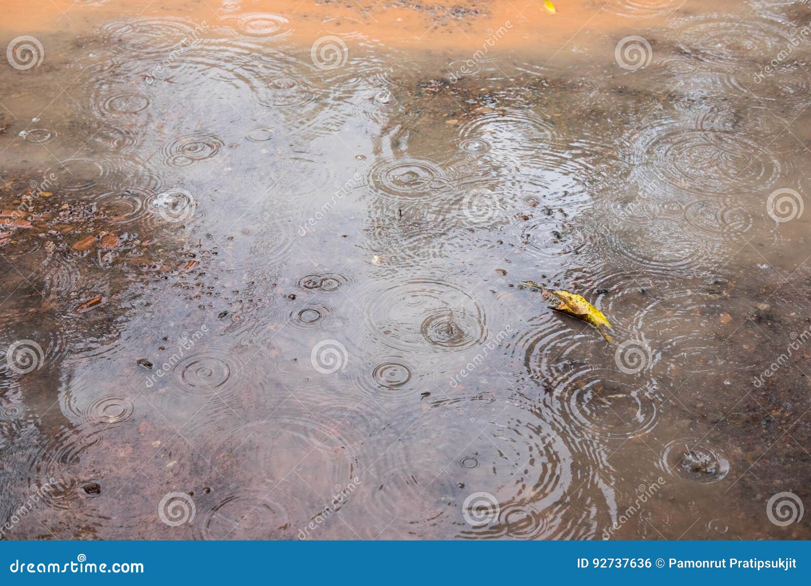 The Rain is Raining on the Soil. Stock Photo - Image of road, wildlife ...