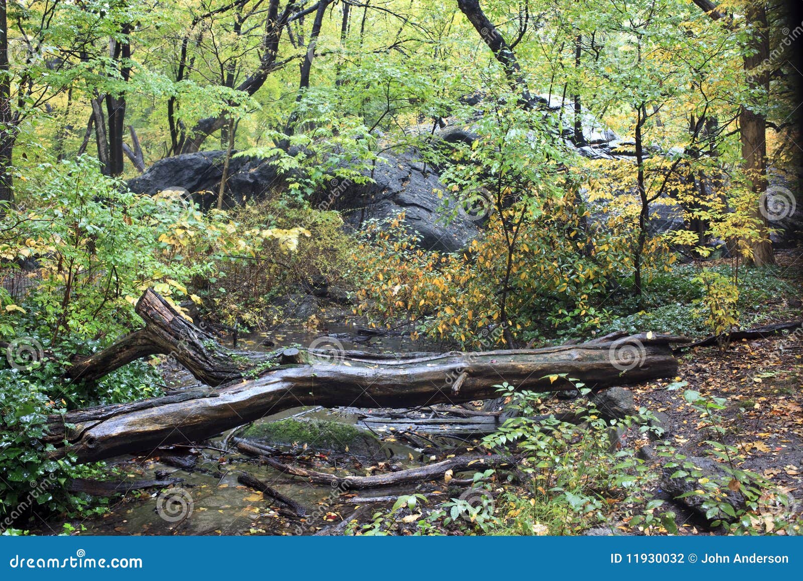 Rain in the rambles stock photo. Image of park, rambles - 11930032