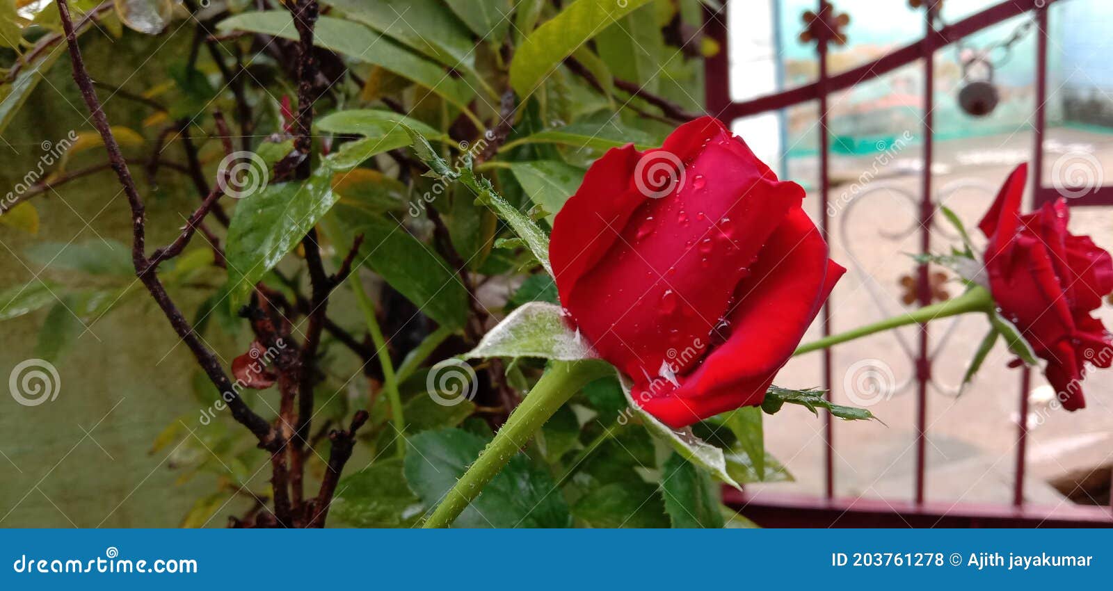 Rain Red rose stock photo. Image of nature, flowers - 203761278