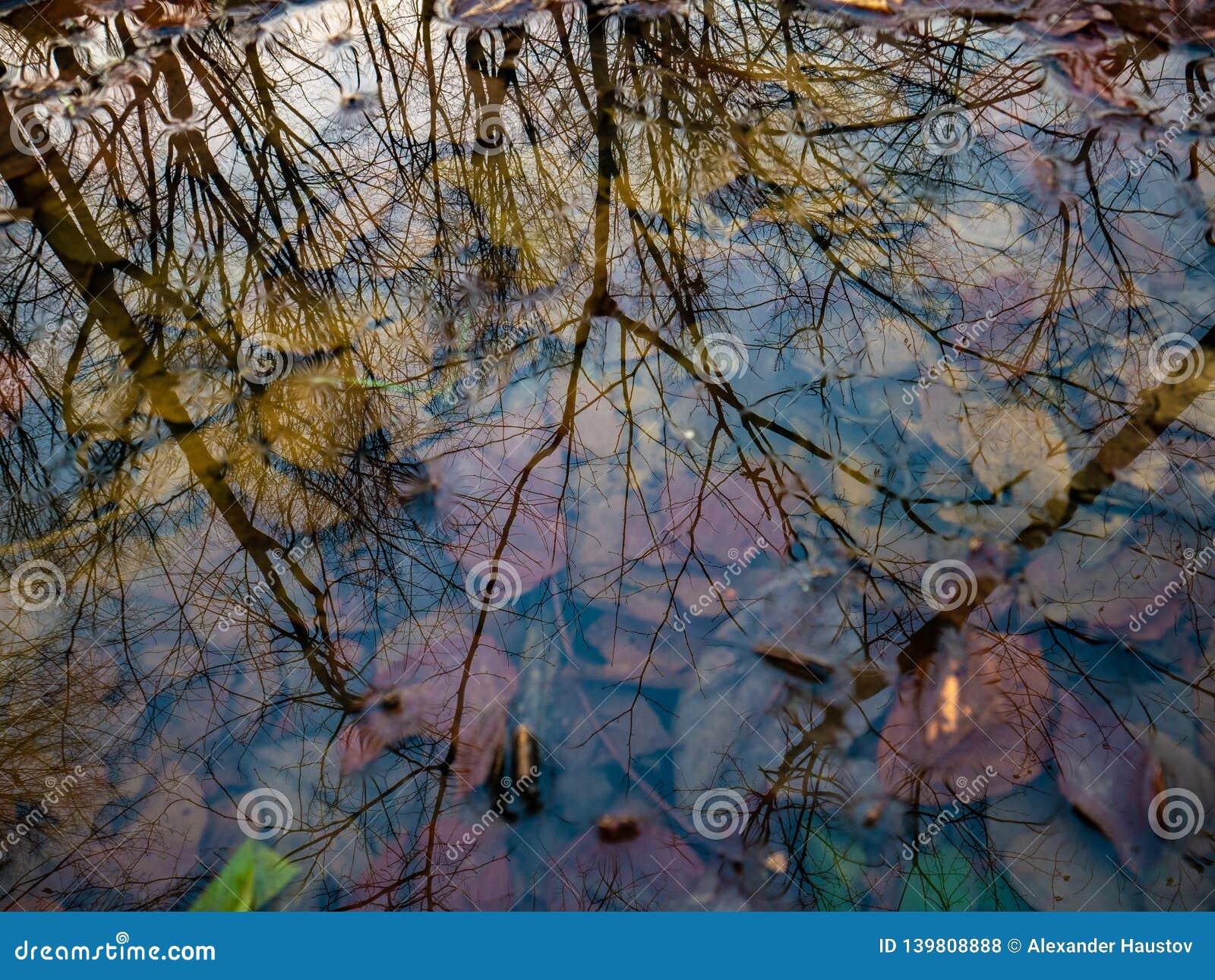After Rain Reflection on Puddle. Tree and Sky in Puddle Reflection ...