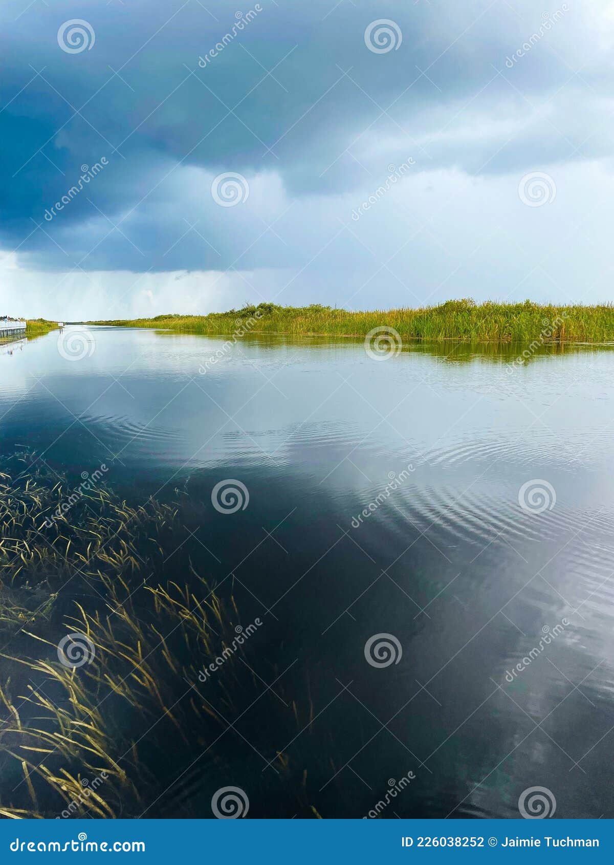 Rain Reflects in the River in the Swamp Stock Photo - Image of field ...