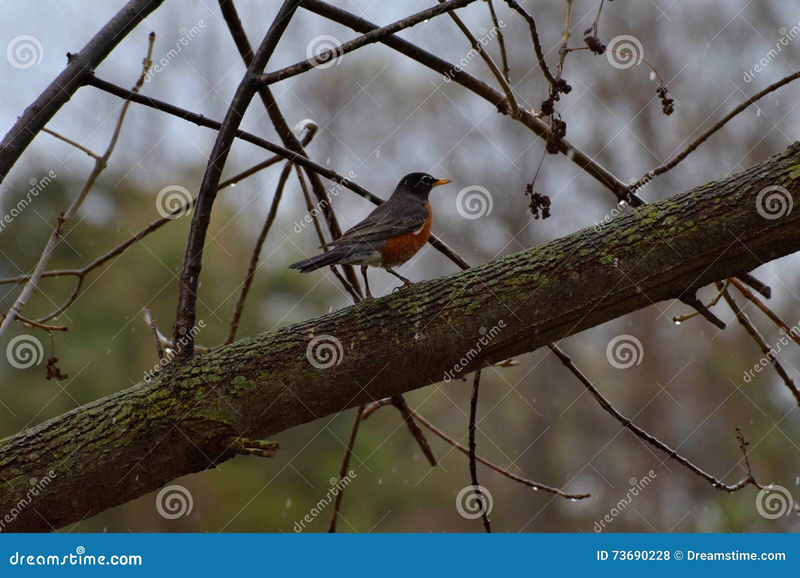 Rain Robin Royalty-Free Stock Image | CartoonDealer.com #73690228