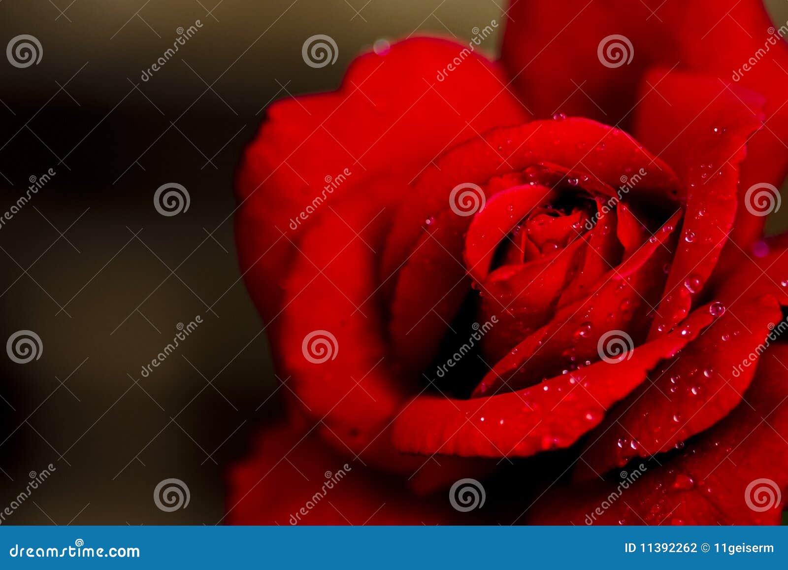 Rain on Rose stock photo. Image of flora, crimson, drop - 11392262