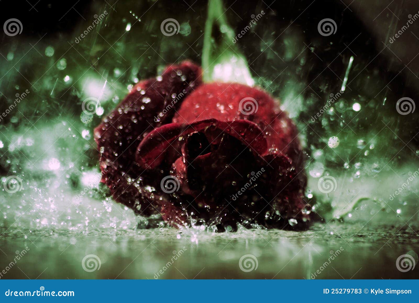 Rain Rose stock image. Image of details, class, friendship - 25279783