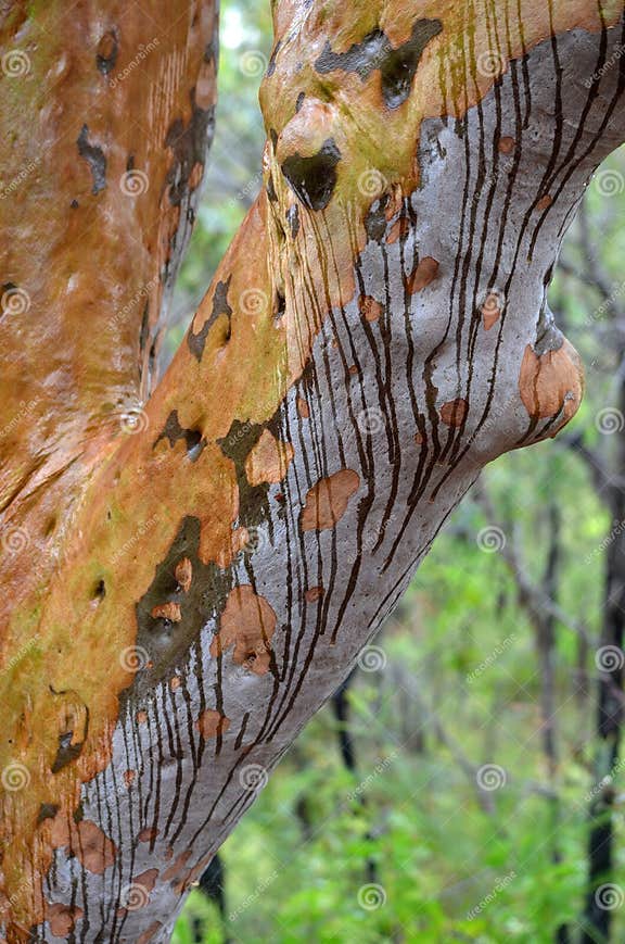 Rain Running Down Colorful Gum Tree Trunk Stock Image - Image of bark ...
