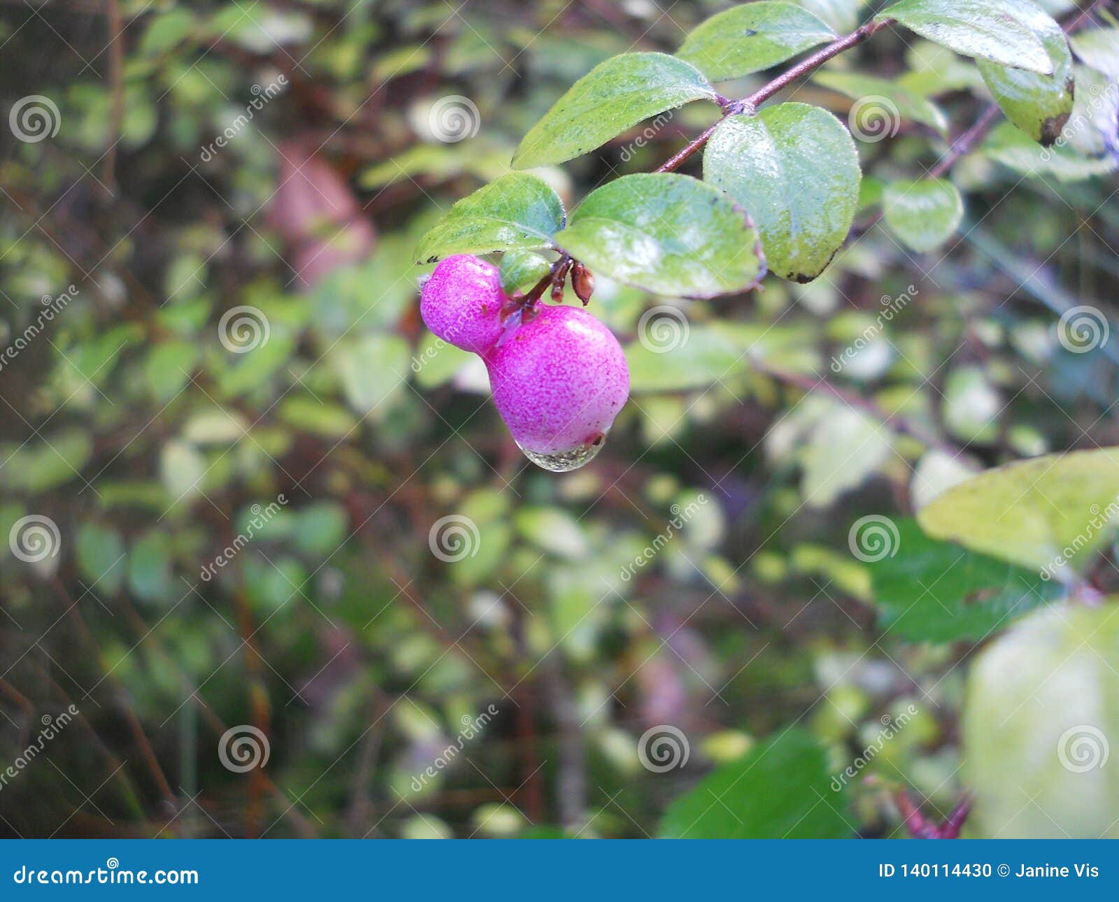 Berry with waterdrop stock photo. Image of plant, wildberry - 140114430