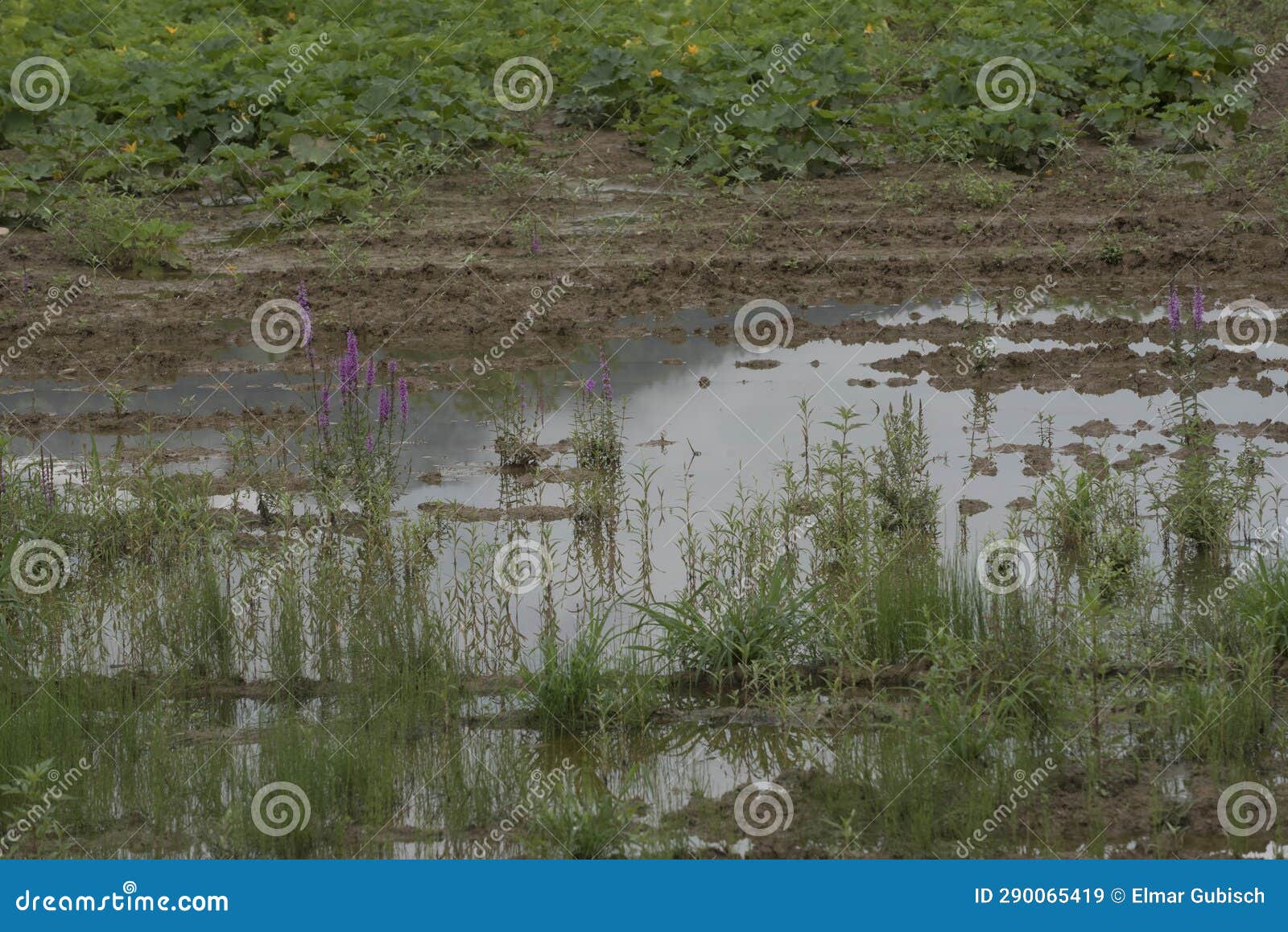 During a rain shower stock image. Image of shower, meteorology - 290065419