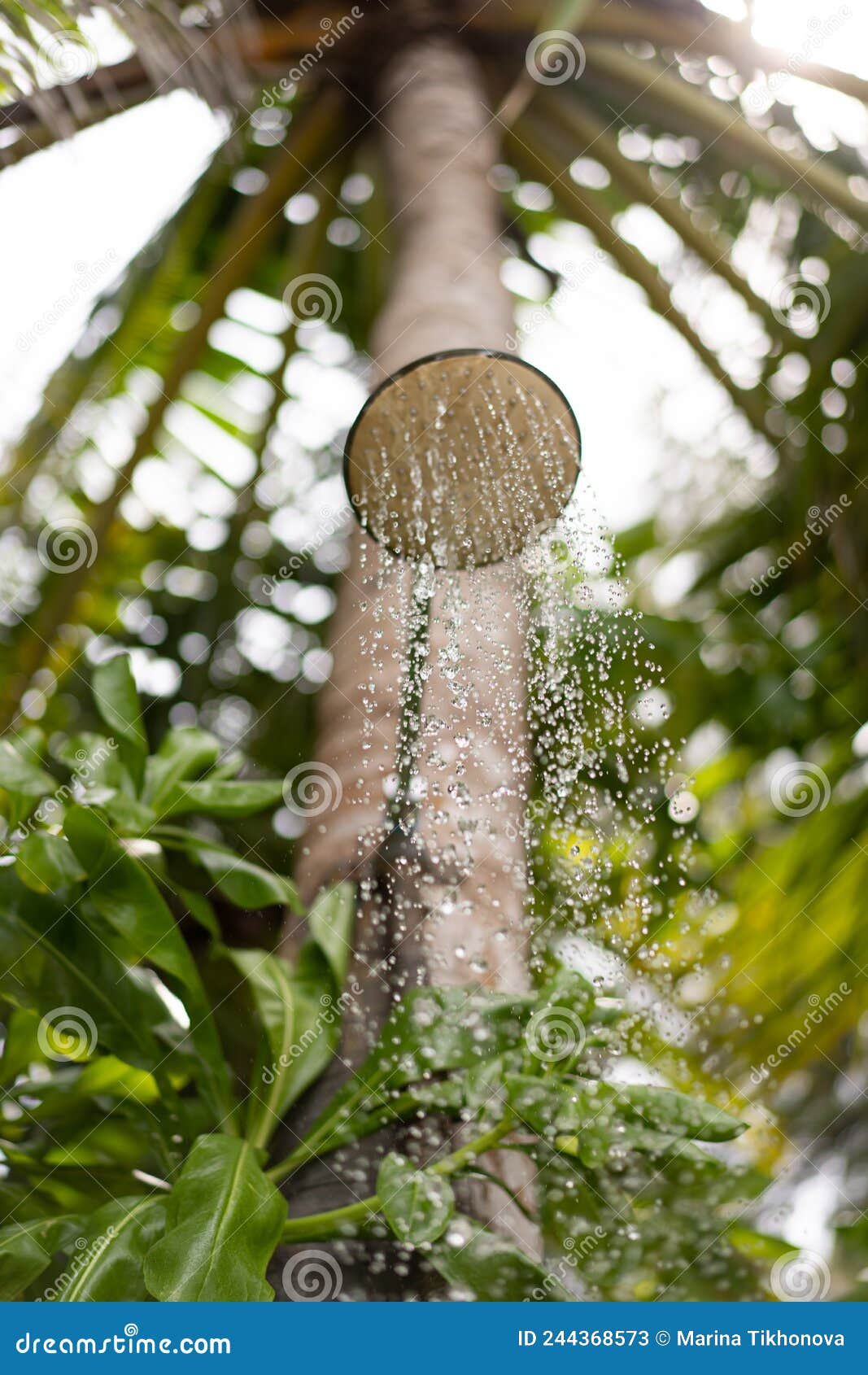 Rain Shower on a Tree in the Fresh Air at a Resort in the Maldives ...