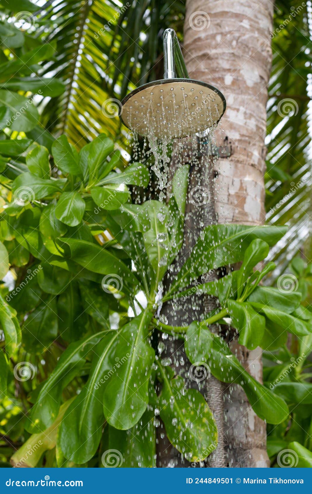 Rain Shower on a Tree in the Fresh Air at a Resort in the Maldives ...