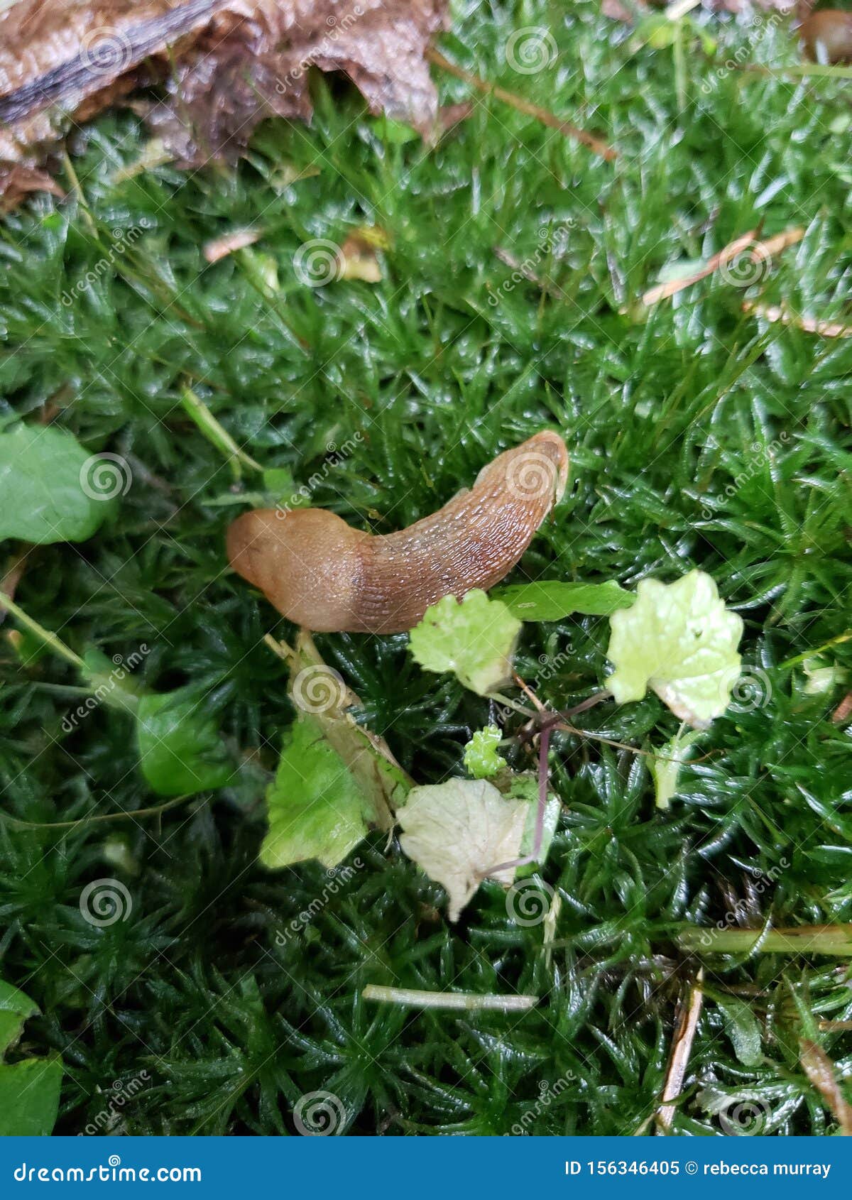 After Rain slug stock image. Image of home, brown, slug - 156346405