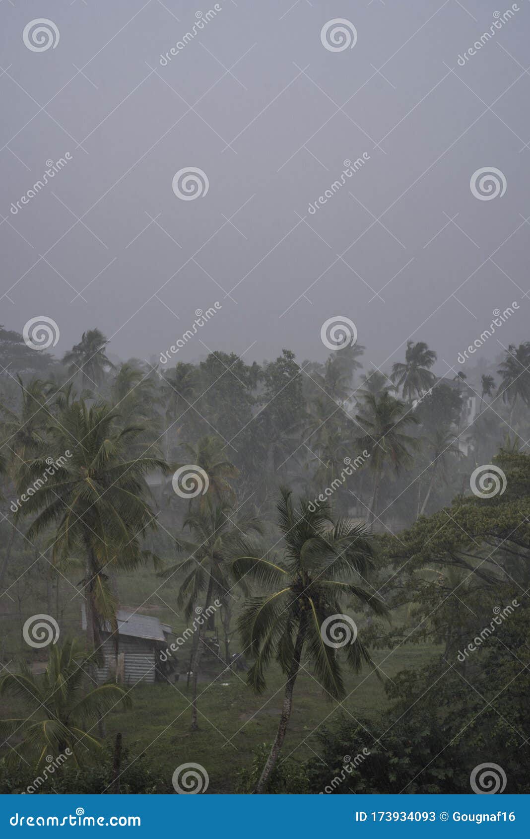 Rain on a Small Patch of Land with Coconut Trees Stock Image - Image of ...
