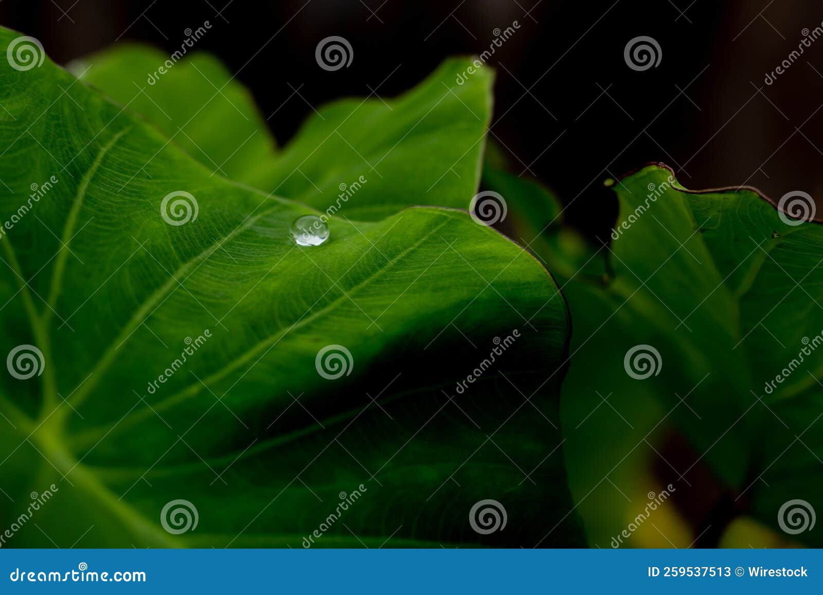 After the Rain Small Water Drop Trap Inside a Green Leaf Stock Image ...