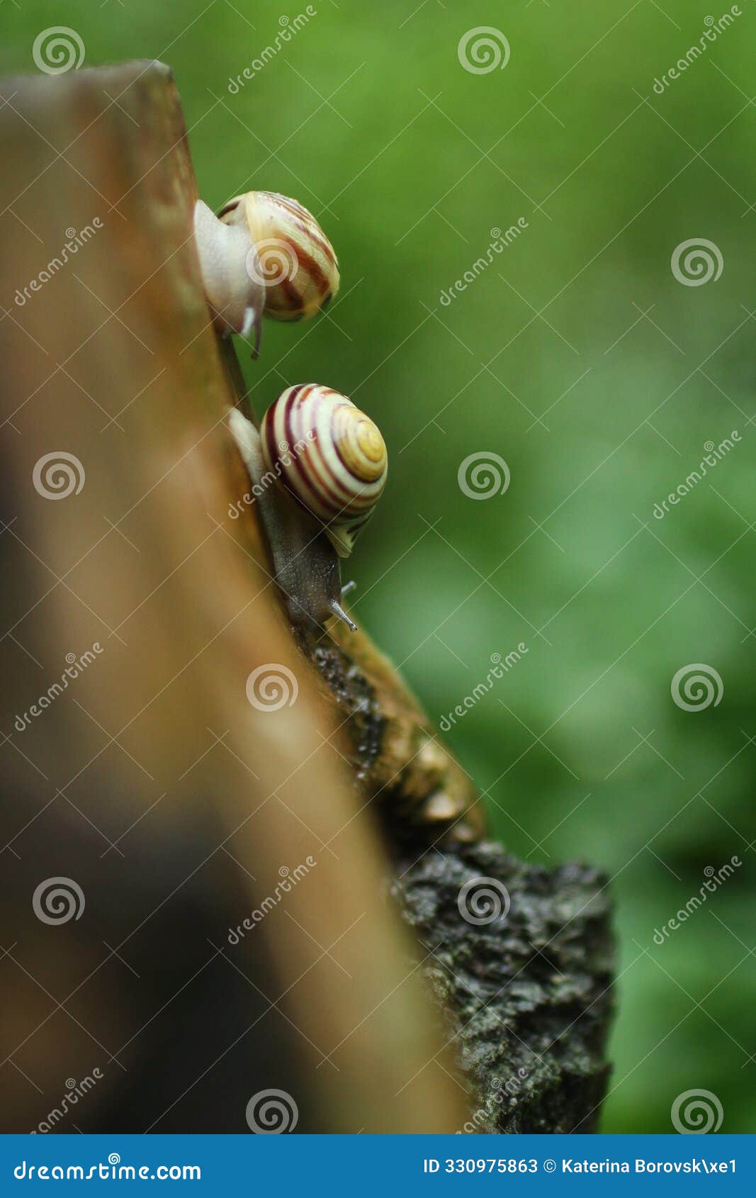 After the Rain the Snails Came Out of Hiding Stock Image - Image of ...