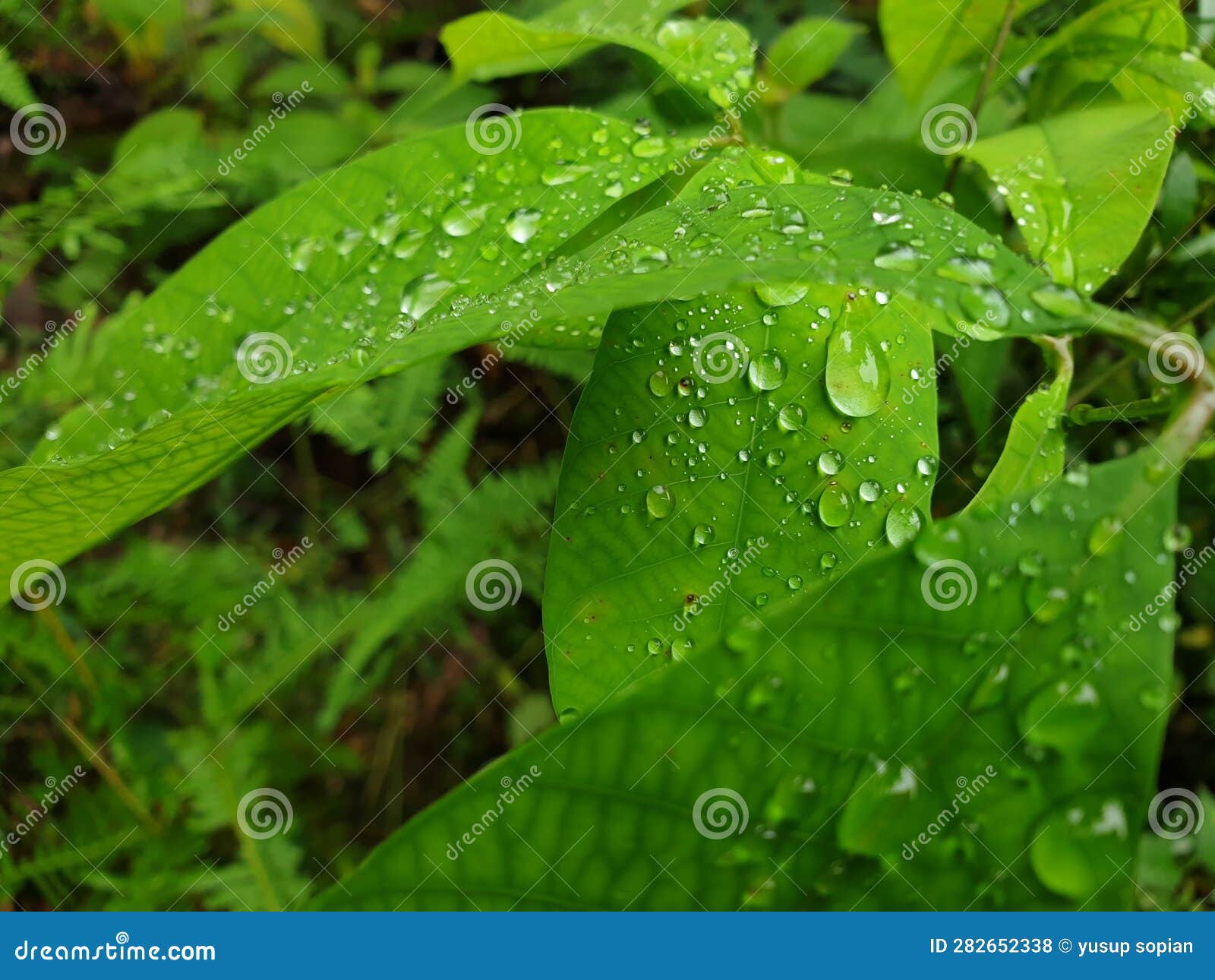 Rain-soaked leaves stock photo. Image of leaves, rain - 282652338