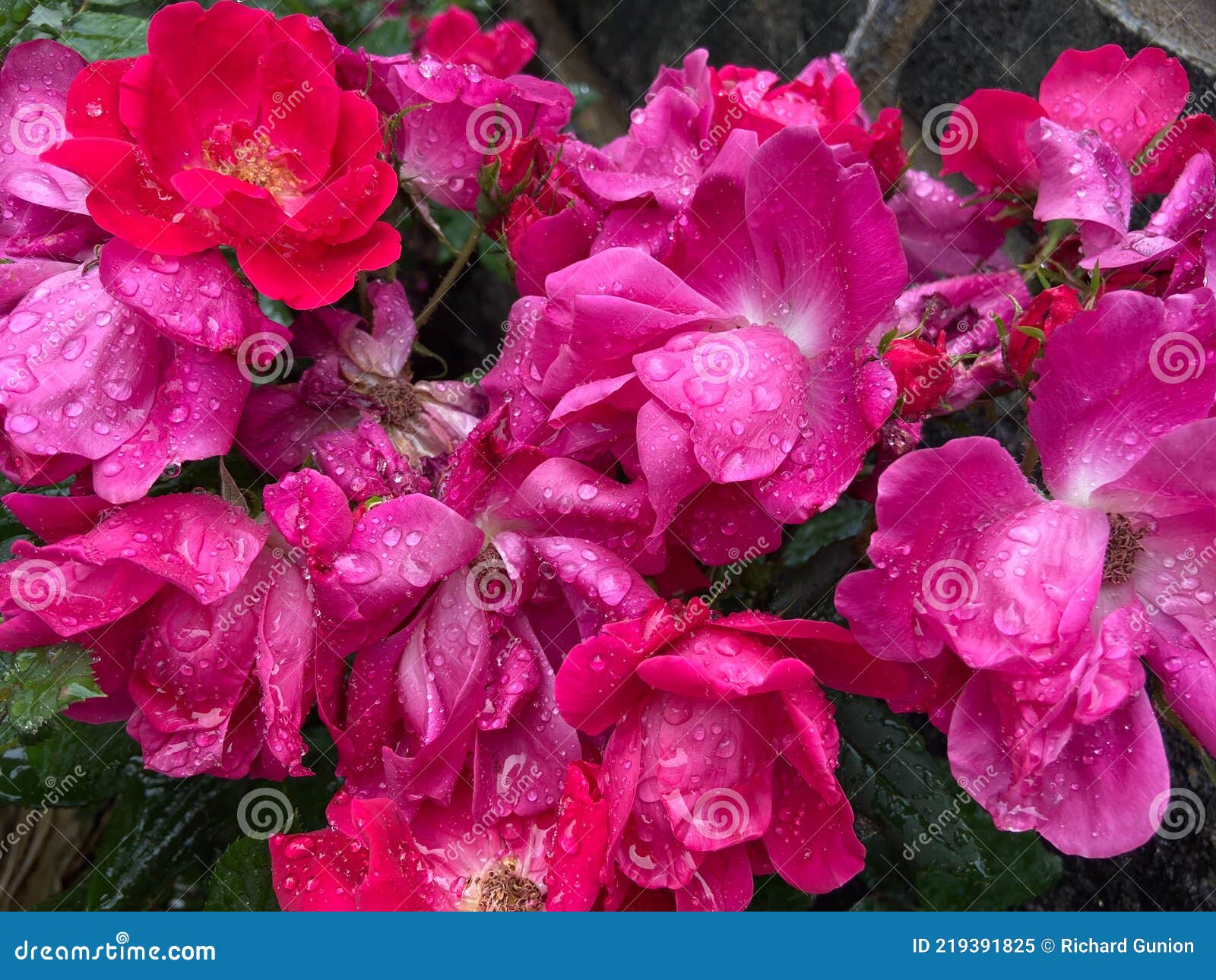 Rain Soaked Pink and Red Roses Stock Image - Image of pink, flowers ...