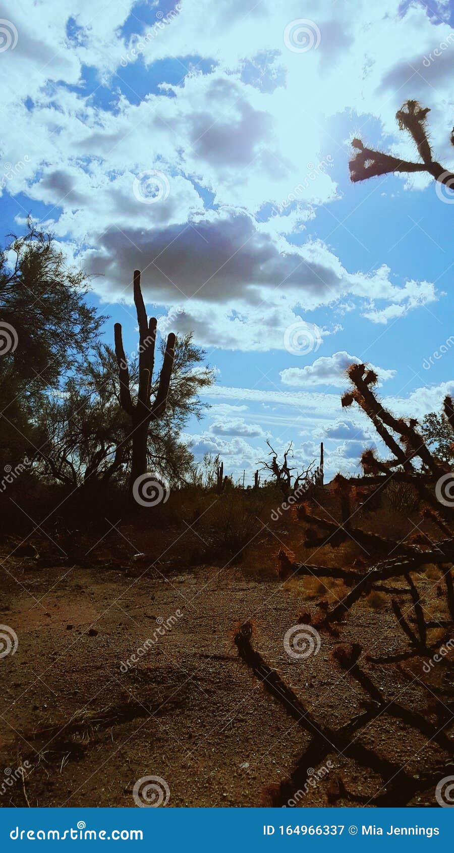 After the Rain Sonoran Desert Stock Image - Image of sonoran, processed ...