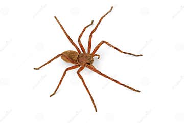 Rain spider stock photo. Image of makro, isolated, animal - 14103528