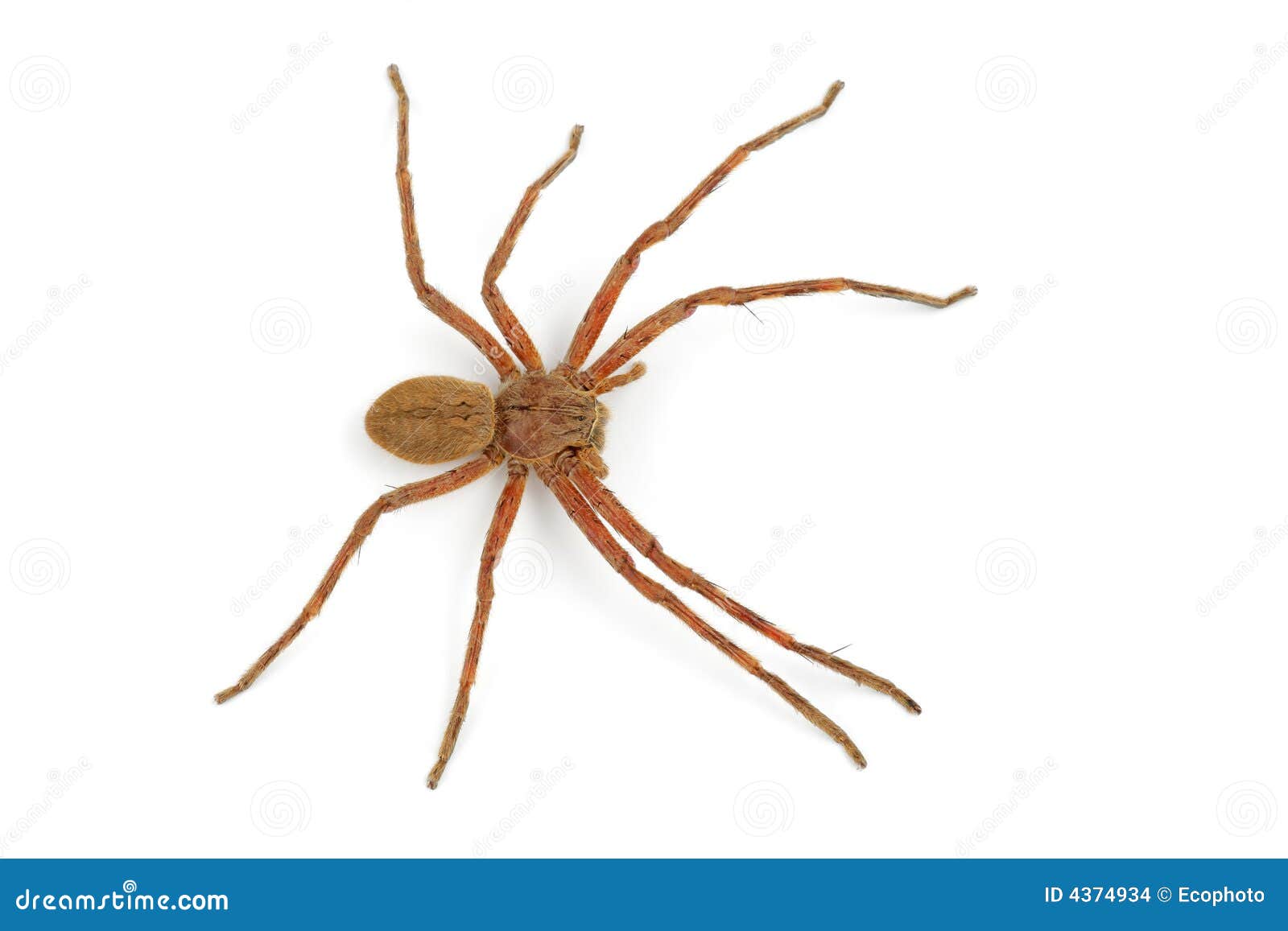 Rain spider stock photo. Image of frightening, large, arachnid - 4374934