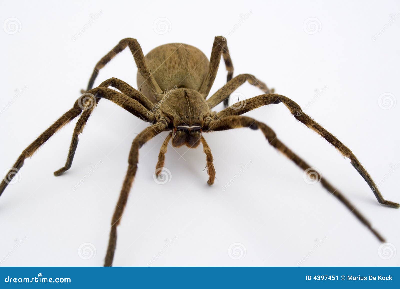 Rain spider stock image. Image of isolated, creepy, rain - 4397451
