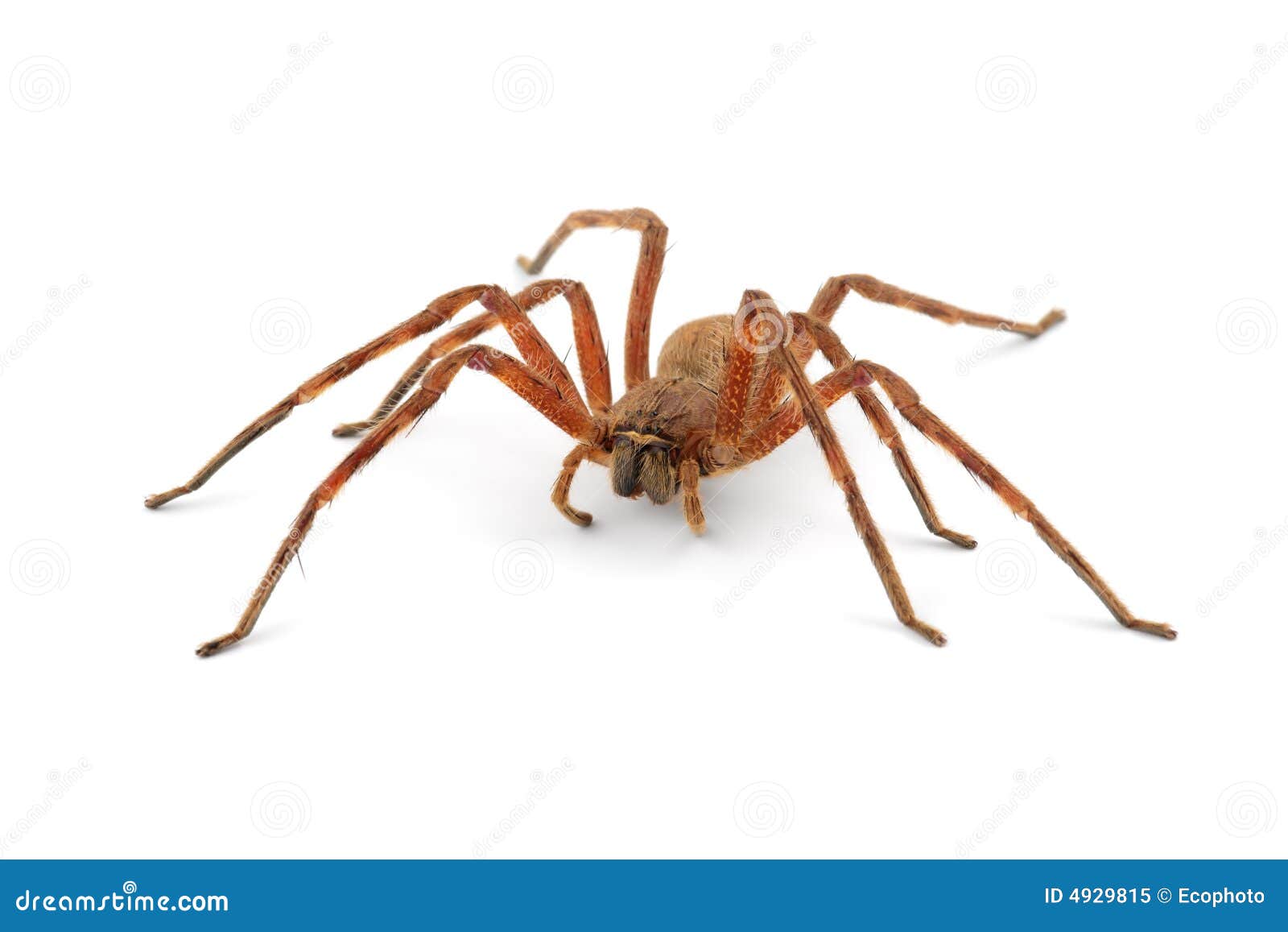 Rain spider stock image. Image of abdomen, frightening - 4929815